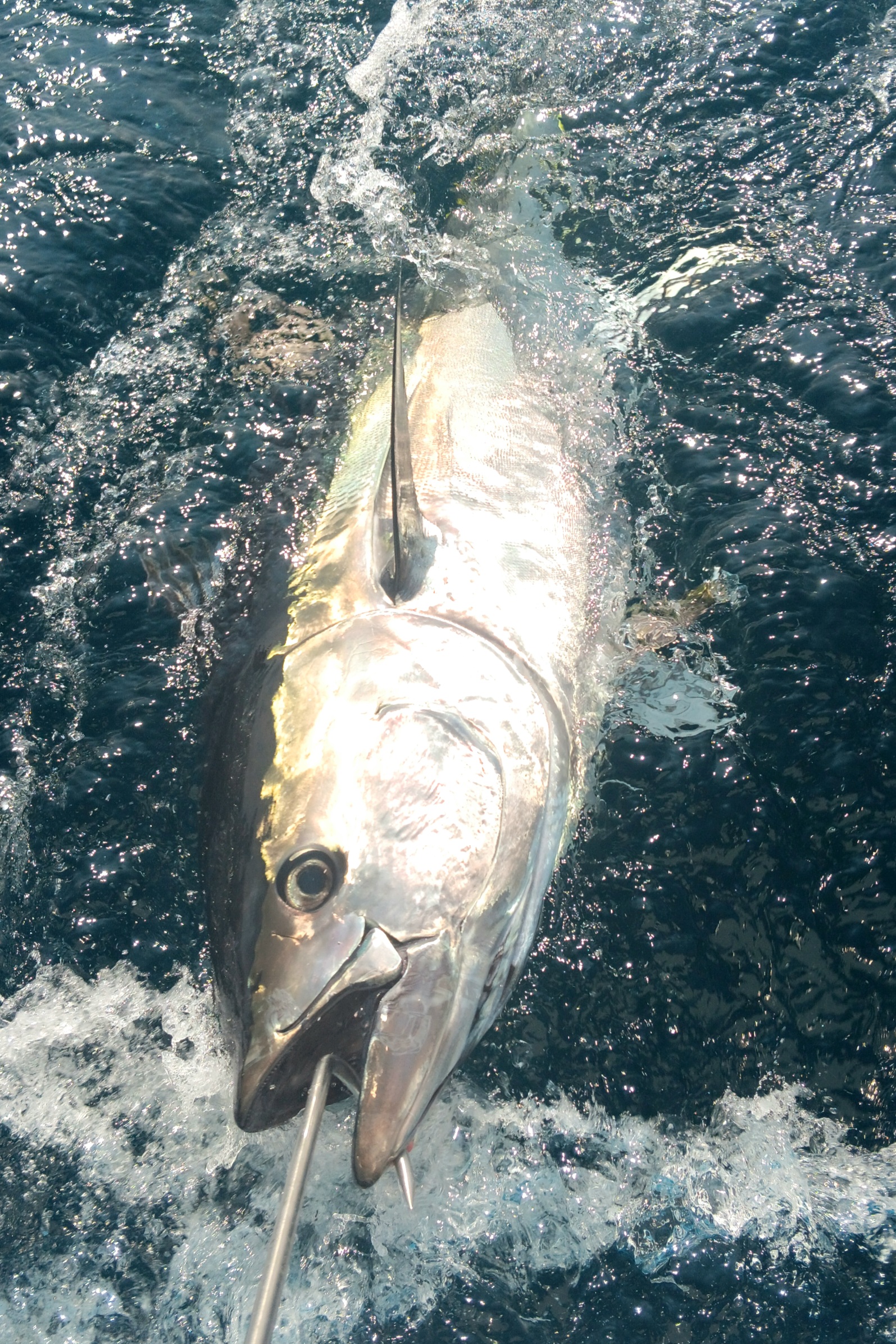 Bluefin Tuna Fishing